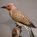 Northern Flicker Hand Carved and Hand Painted Wooden Bird Carving - Etsy