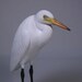 Great Egret Decoy Wood Carving - Etsy