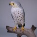 Life Size Merlin Wooden Carved Bird Carving - Etsy