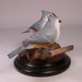 Tufted Titmouse Pair #2 Hand Carved and Hand Painted Wooden Bird - Etsy