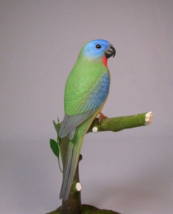 Splendid Parakeet