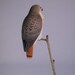 5-1/2 Inches Red-tailed Hawk Hand Carved and Hand Painted - Etsy