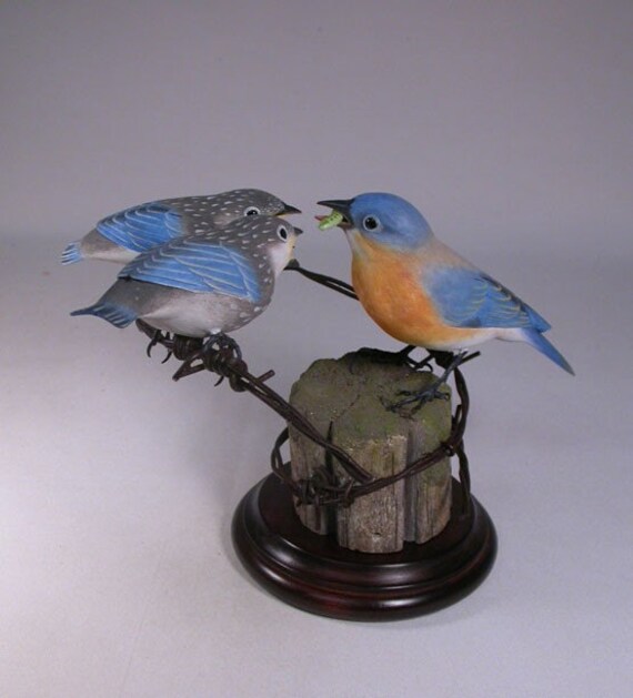 Eastern Bluebird Babies