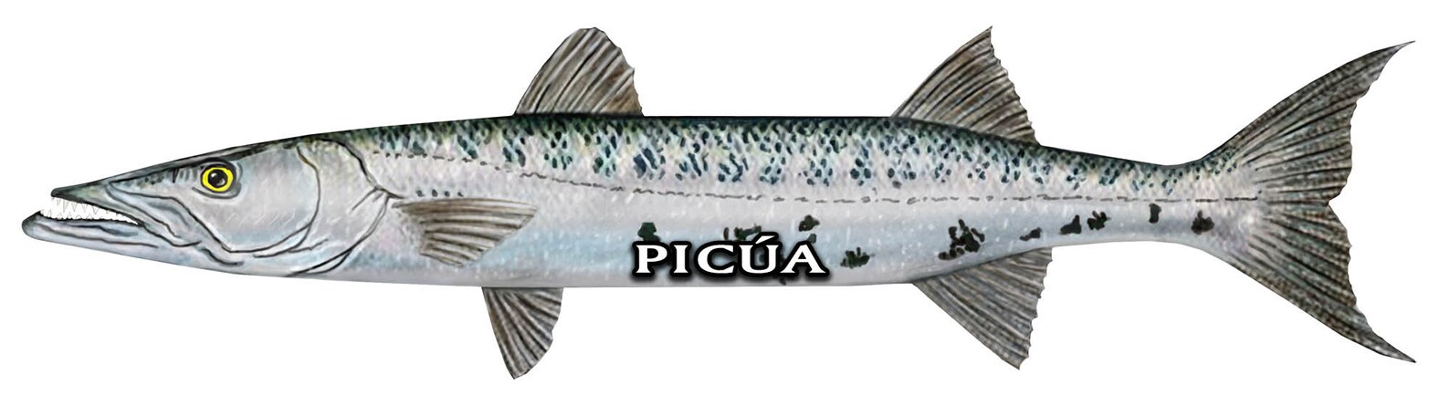 Barracuda Decal Sticker 3 X 12 Saltwater Fishing - Etsy