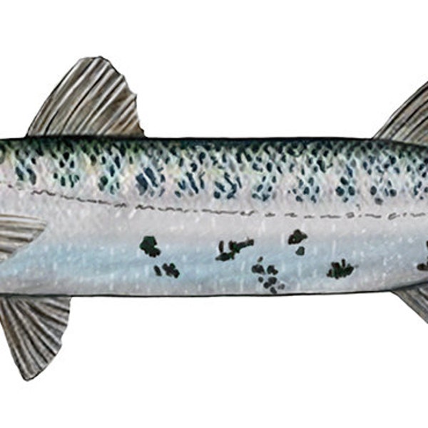 Saltwater Fishing Decal - Etsy