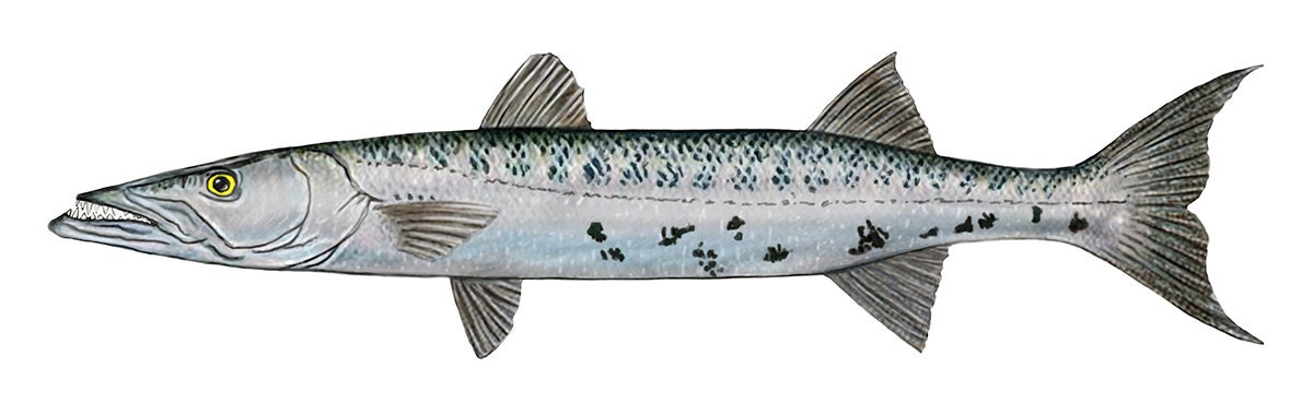 Barracuda Decal Sticker 3 X 12 Saltwater Fishing - Etsy