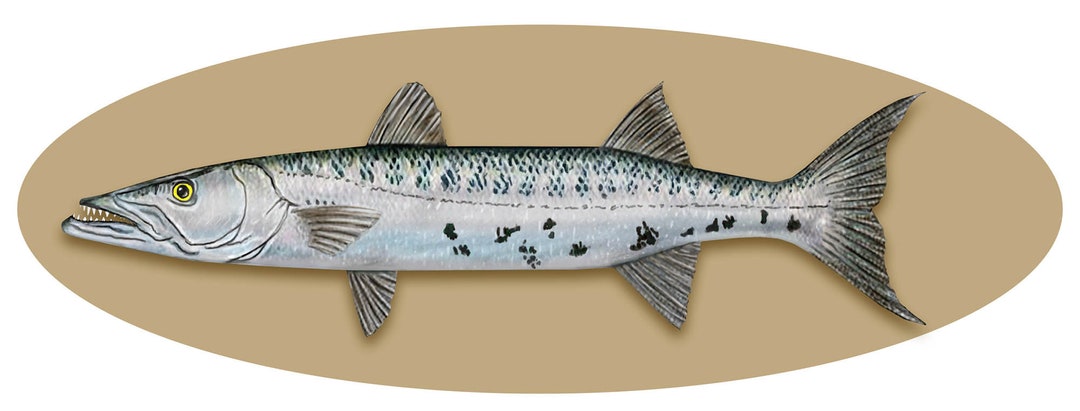 Barracuda Decal Sticker With Background 3" X 8" Saltwater Fishing ...