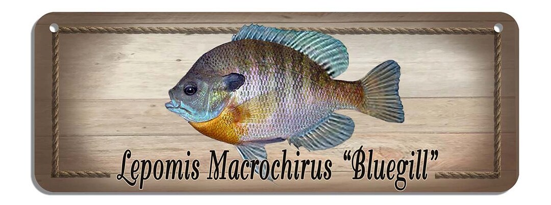 Bluegill Wall Sign 3-7/8" X 10-1/2" Metal Plaque Personalize Any Text ...