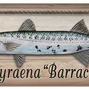 Barracuda - Etsy