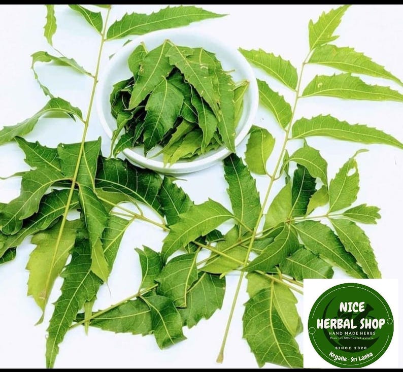 Dried Neem Leaves - Azadirachta Indica - 100% Organic Herb - Pure ...