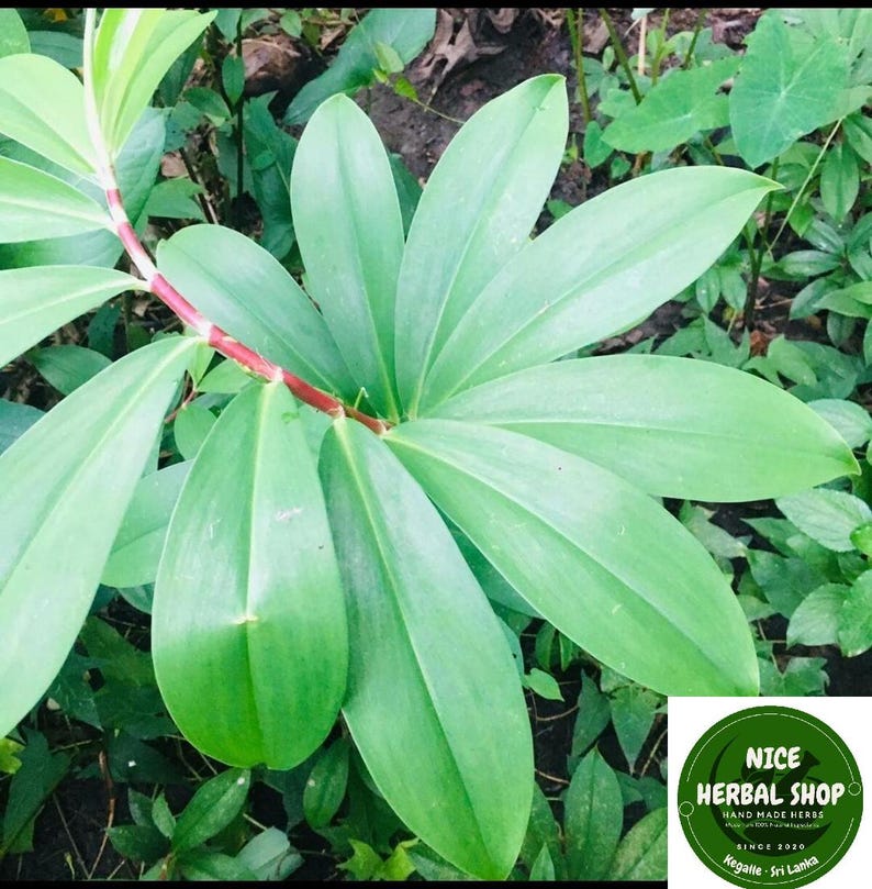 Organic Insulina Plant Leaf Powder (costus Igneus) - Etsy