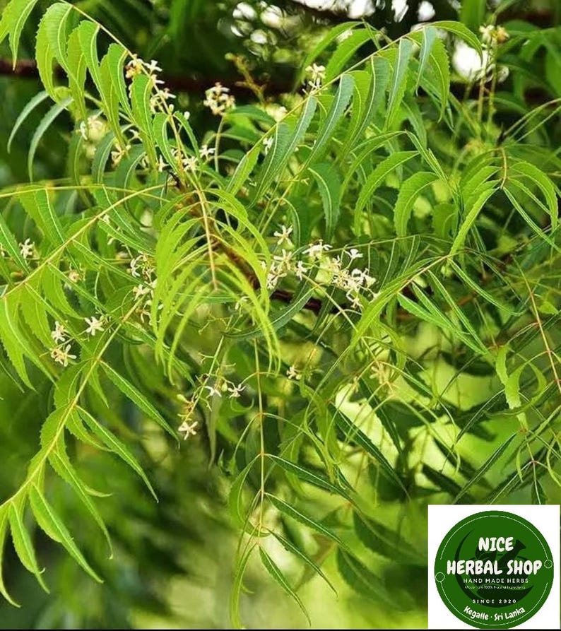 Organic Neem Leaves: Azadirachta Indica Herb, Herbal Tea - Etsy