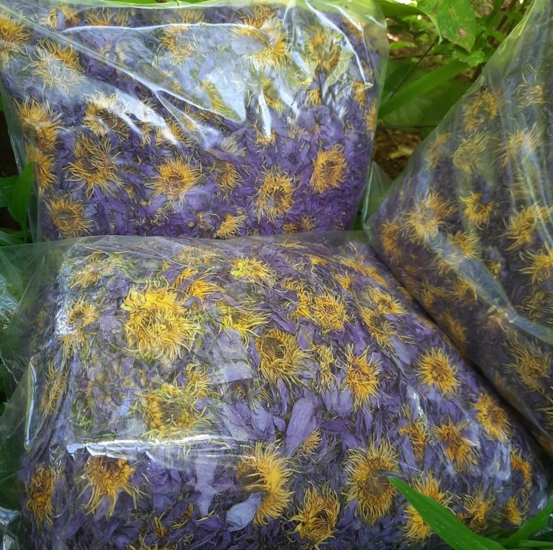 100% Organic Egyptian Blue Lotus Flowers Whole Flowers Nymphaea ...