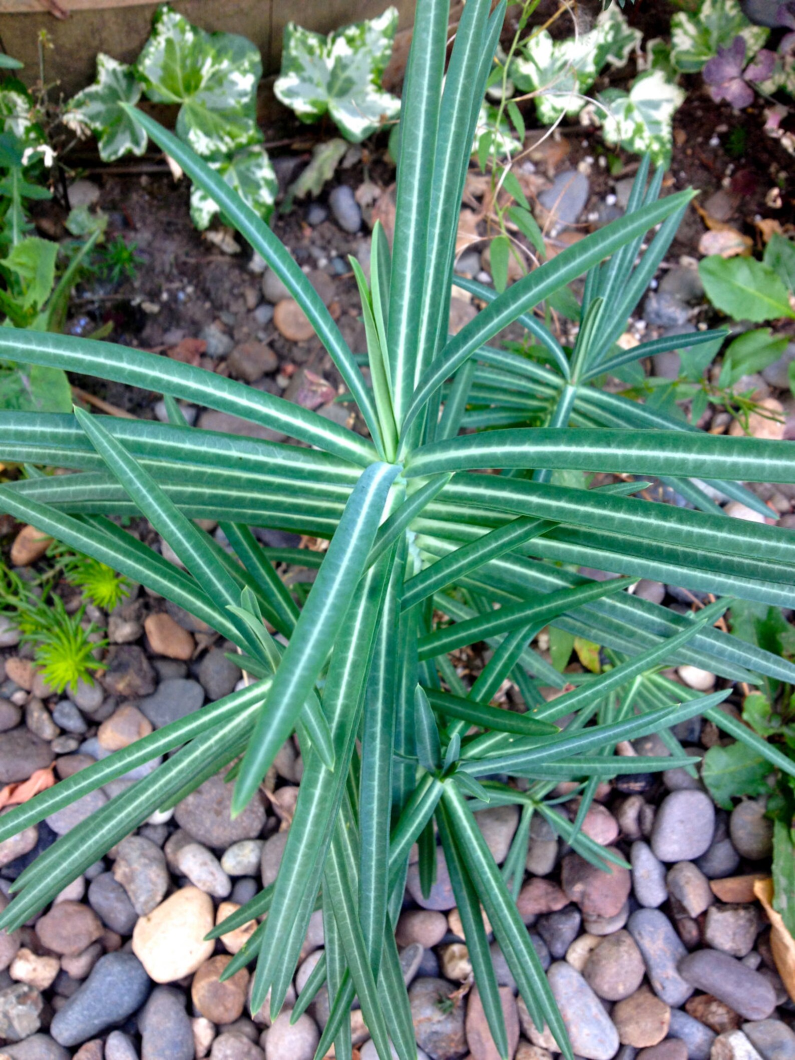 Euphorbia Lathyris