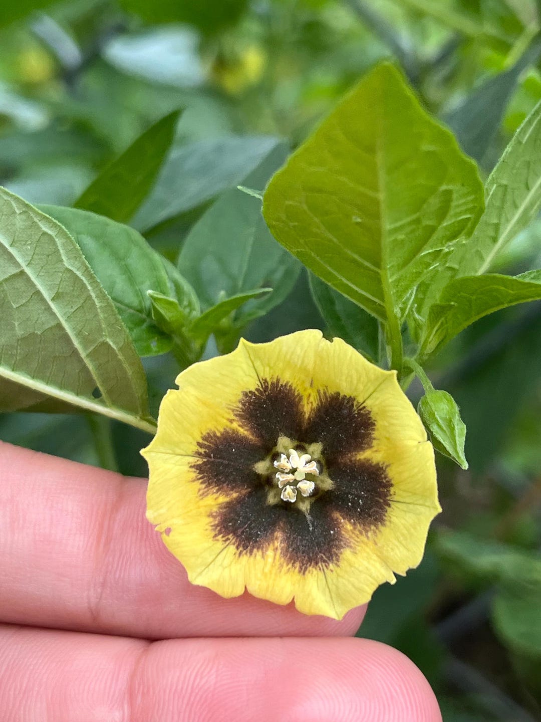 Physalis Longifolia Seeds: Native Ground Cherry, Yellow Flowers - 50 ...