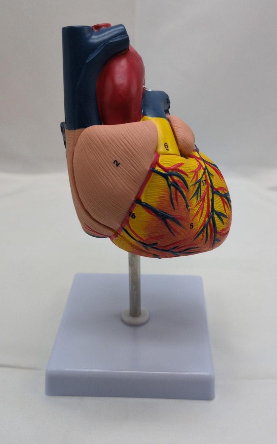 Human Heart Model, Anatomically Accurate Numbered 2-part Life Size ...