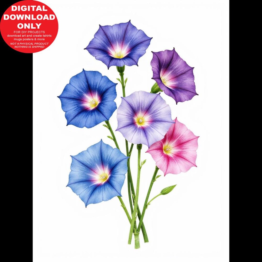 Morning Glory Flower Art, Canvas Print Poster, Framed Poster, Greeting ...