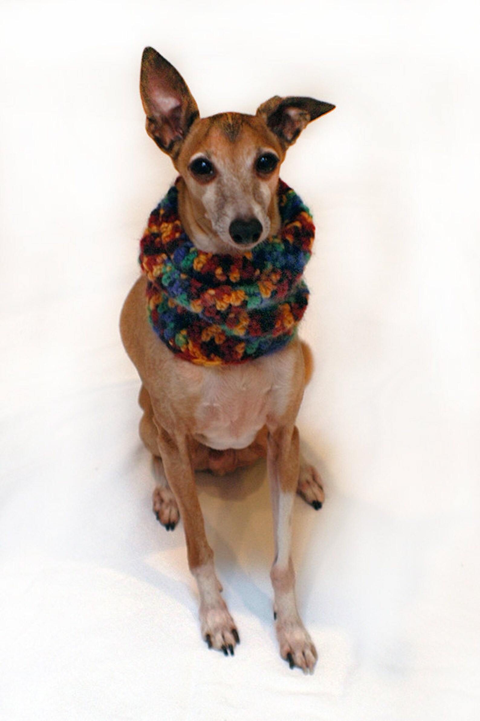 Italian Greyhound Small Dog Snood or Neck Warmer in Autumn | Etsy