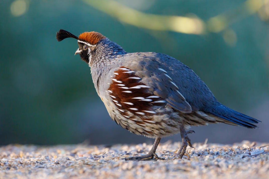 Gamble's Quail Photo, Quail Photo, Bird Photo, Bird Photo - Etsy