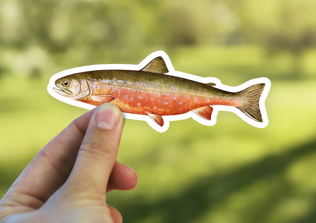 Sunapee Trout Sticker Fishing Vinyl Die Cut Decal Sticker Laptop ...
