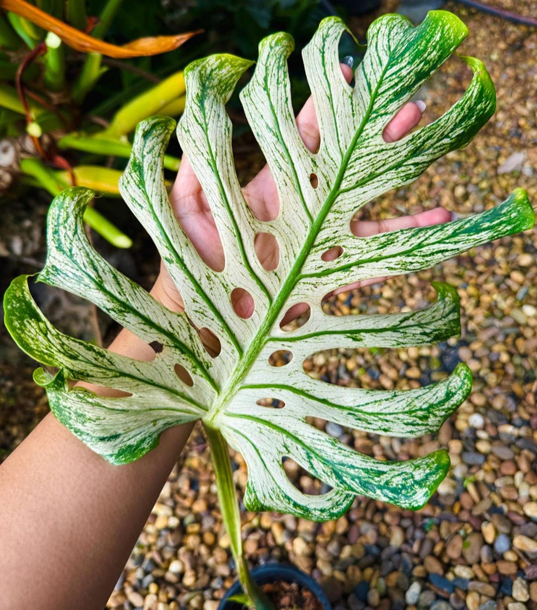 Monstera Devil Monster Variegated Rare Plant Single Leaf Rooted Node ...