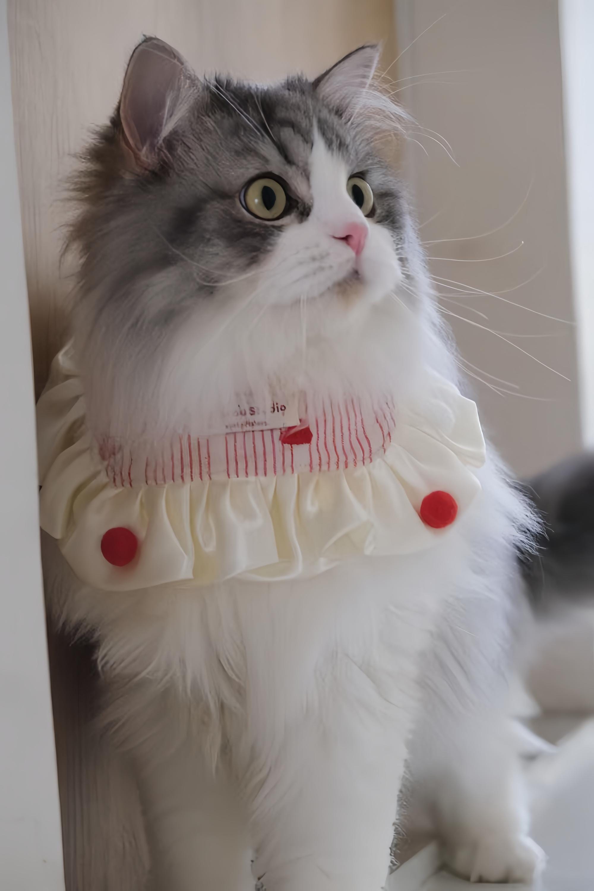Elegant Pet Bib With Satin Ruffles and Red Heart Embellishments Perfect ...