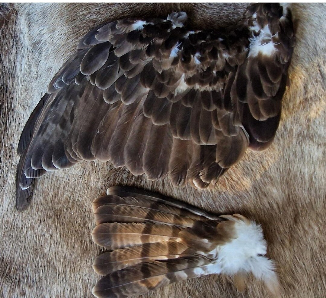 Fully Dried Honey Buzzard Wing, for Rituals , Collection, Craft ...