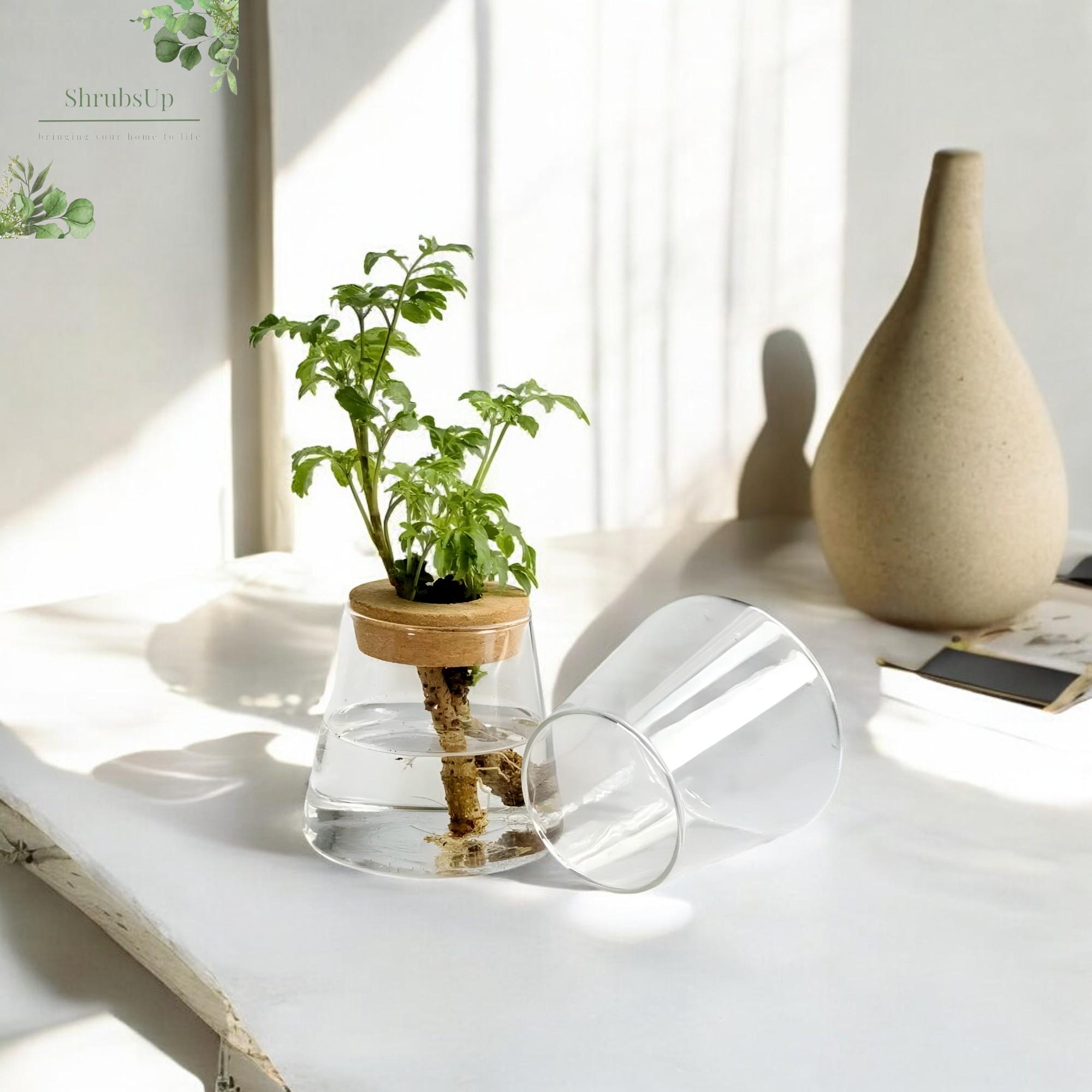 Hydroponic Plants Glass Flower Pots Home Decoration Transparent Small ...