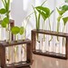 Plant Propagation Station – Hydroponic Glass Planter & Terrarium Vase ...