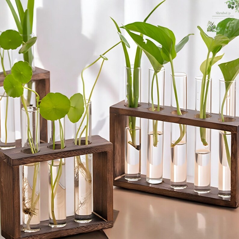 Plant Propagation Station – Hydroponic Glass Planter & Terrarium Vase ...