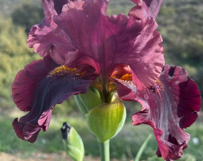Iris Raptor Red - Tall Bearded Iris. Rhizome With a Fan of Leaves ...