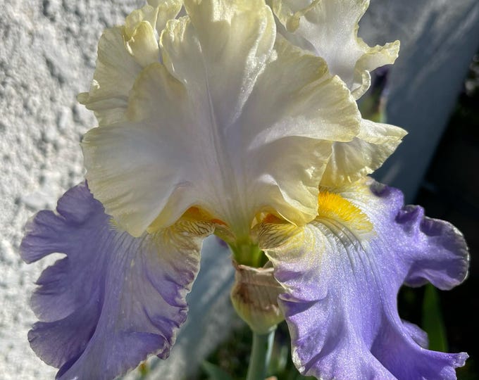 Iris Gilt-edged Bond - TB Freshly Dug Iris Rhizome With Fan of Leaves ...