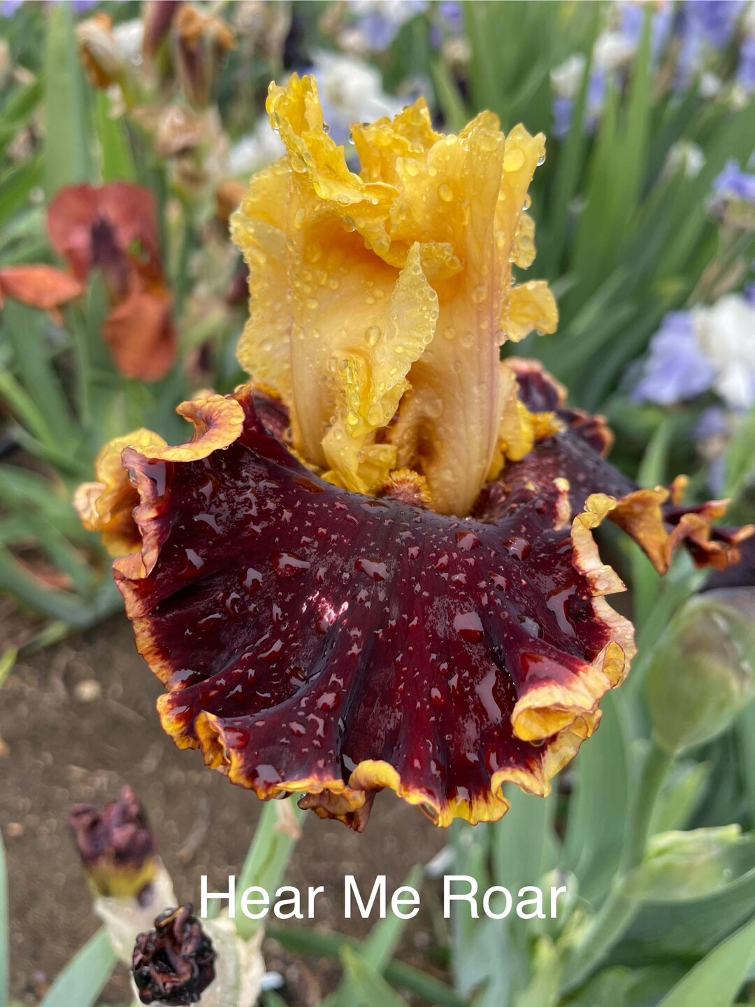 Hear Me Roar Johnson 2019 – Mahogany & Lemon Iris With Mustard Beards ...