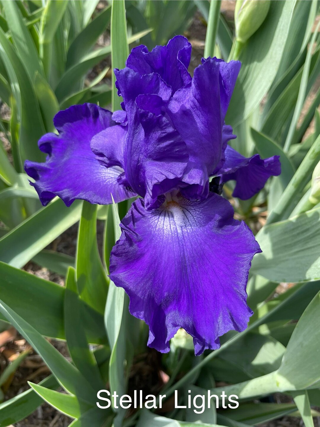 Stellar Lights TB RE – Pre-oorder Ships June–august – Deep Violet ...