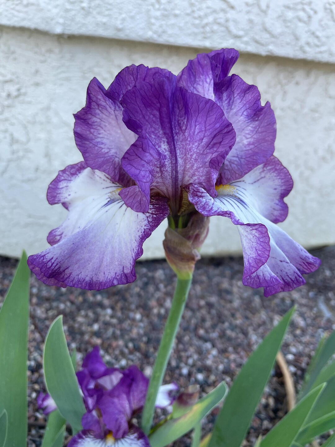 Iris Berry Ripple - TB RE Rebloomer Freshly Dug Iris Rhizome With Fan ...