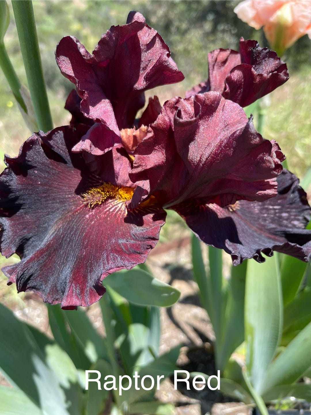 Iris Raptor Red - Tall Bearded Iris. Rhizome With a Fan of Leaves ...