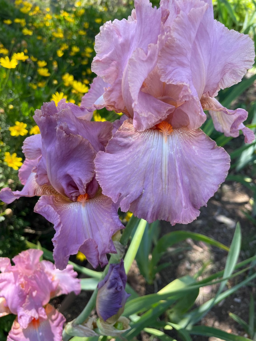 Iris NOID Pink - TB Freshly Dug Iris Rhizome With Fan of Leaves, Pre ...