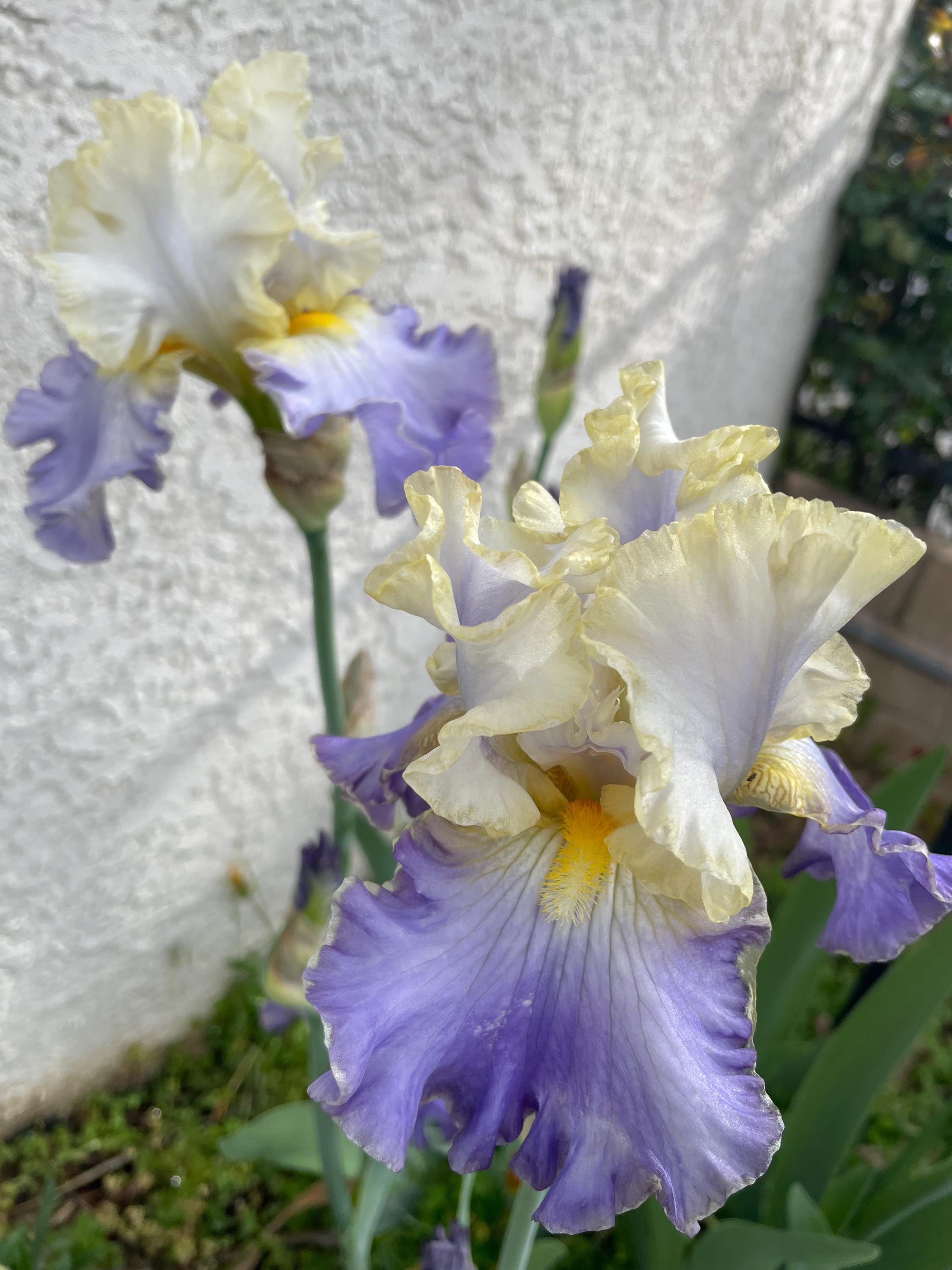 Iris Gilt-edged Bond - TB Freshly Dug Iris Rhizome With Fan of Leaves ...