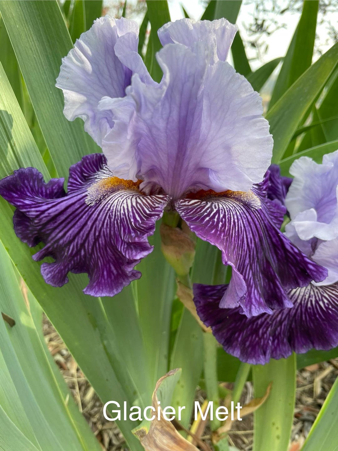 Iris Glacier Melt- Tall Bearded Iris. Rhizome With a Fan of Leaves ...