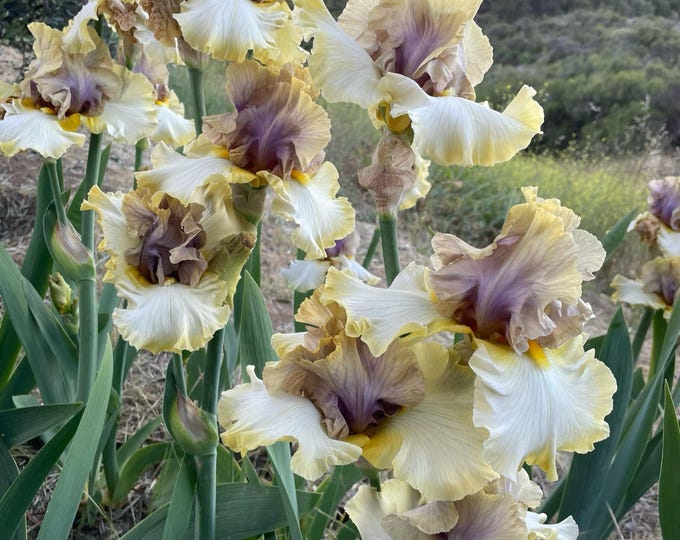 Iris Ivory Ghost - Tall Bearded Iris Rhizome With Fan of Leaves, Pre ...