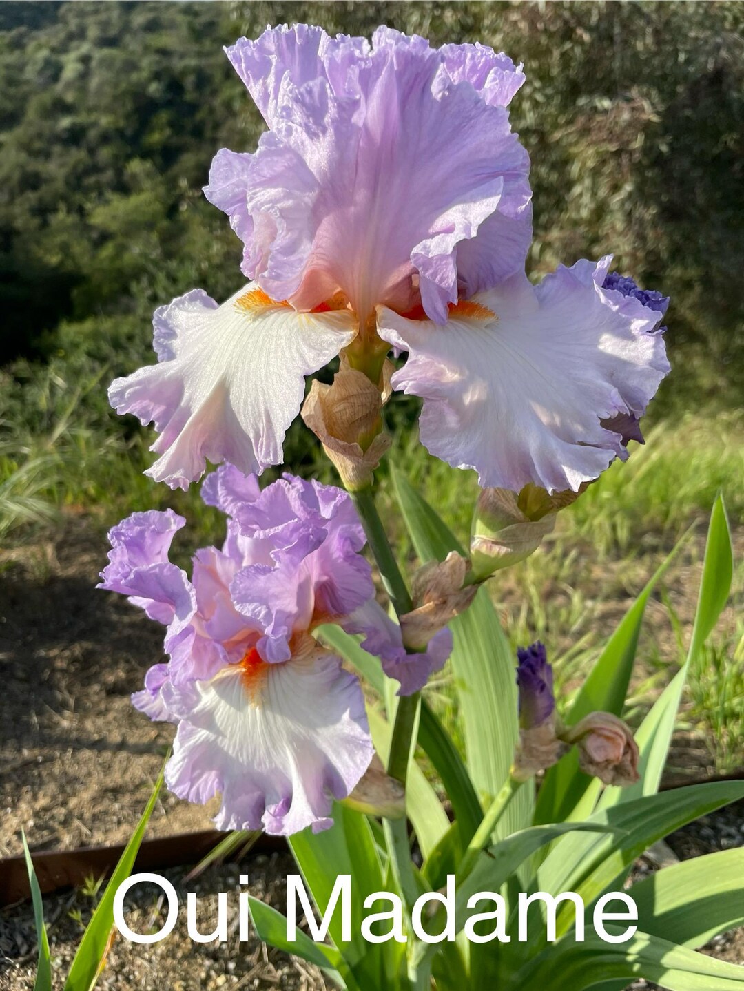 Iris Oui Madame - Tall Bearded Iris. Rhizome With a Fan of Leaves. Freshly Dug. Preorder, Ships ...