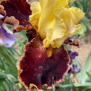 Hear Me Roar Johnson 2019 – Mahogany & Lemon Iris With Mustard Beards ...