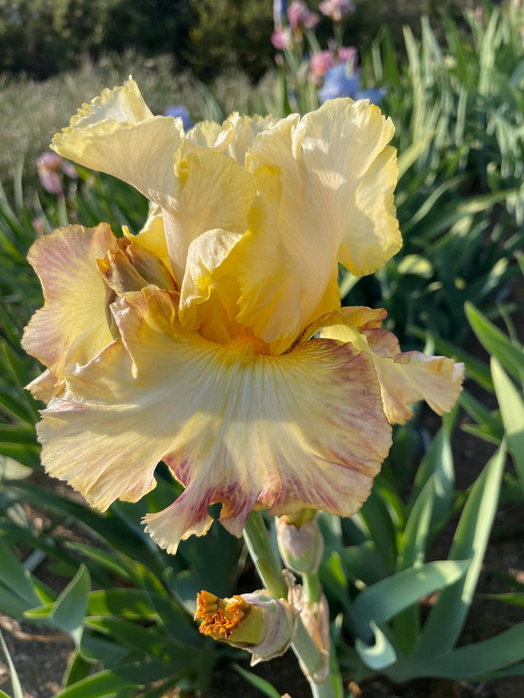 Raspberry Lemonade – PRE-ORDER Ships June–july – Bright Yellow Tall Bearded Iris by Sutton (2016 ...