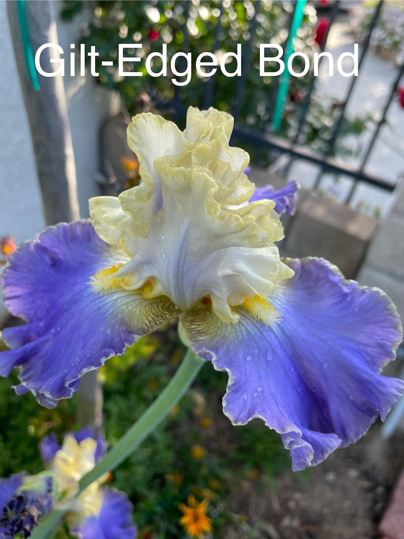Iris Gilt-edged Bond - TB Freshly Dug Iris Rhizome With Fan of Leaves ...