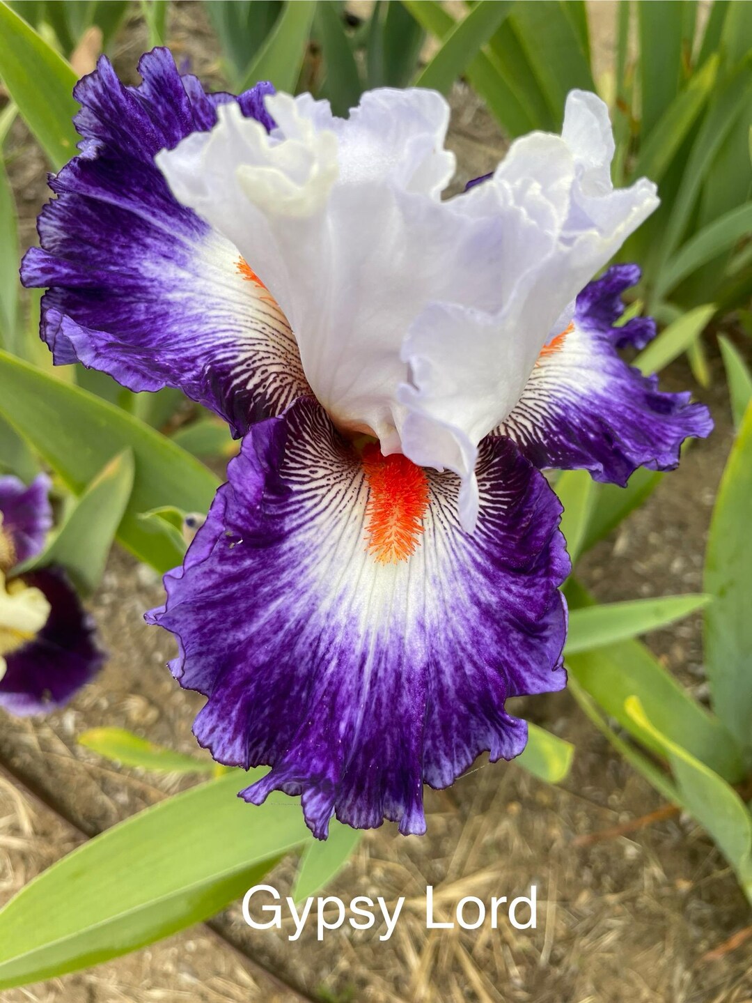 Iris Gypsy Lord- Tall Bearded Iris Rhizome, Trimmed With a Fan of ...