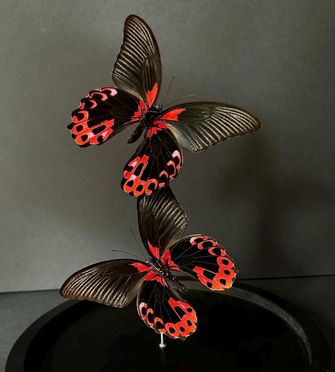 Splendid Flight of 2 Exotic Butterflies Papilio Rumanzovia From the ...