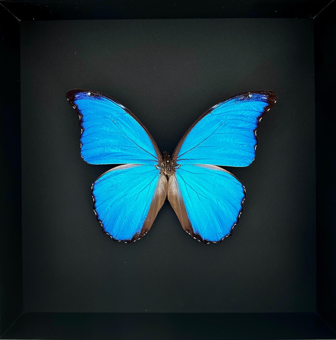 Magnificent Morpho Didius From Peru Naturalized in a Black Lacquered ...