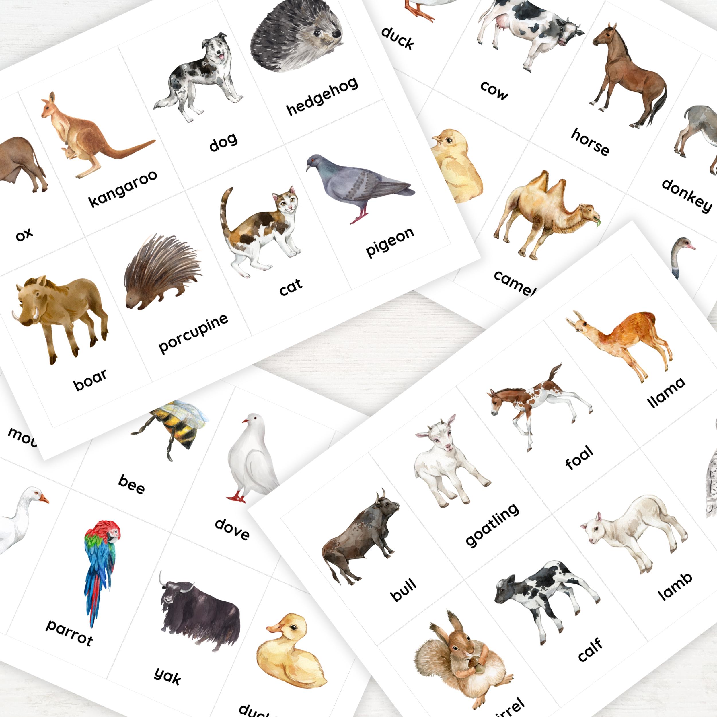 40 FARM ANIMALS Flash Cards | Livestock Rural Life Homeschool 3 Part ...