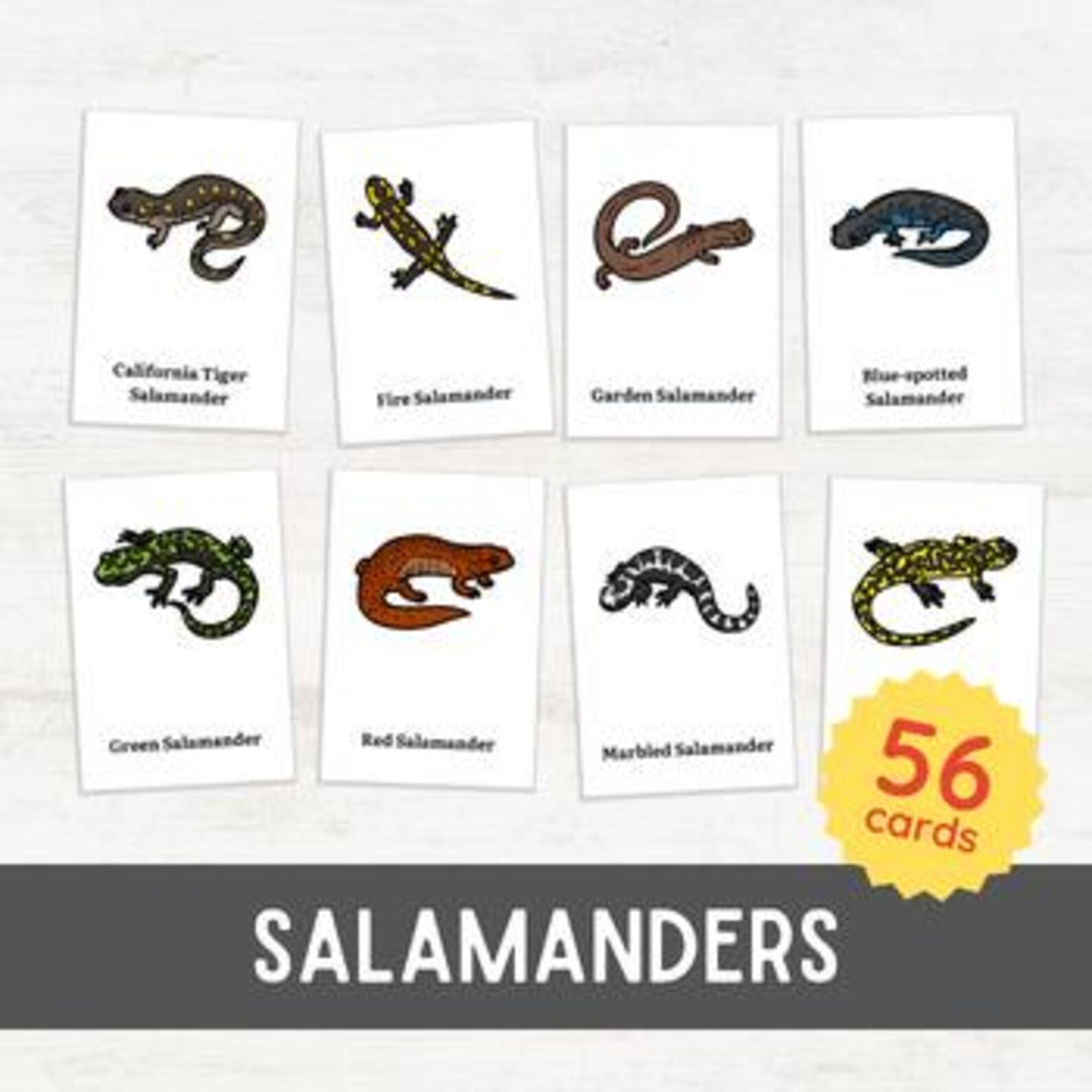 56 SALAMANDERS Flash Cards | Herpetology for Toddler Reptile Vocabulary ...