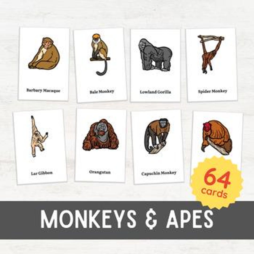 64 MONKEYS and APES Flash Cards | Primates for Toddlers Vocabulary 3 ...